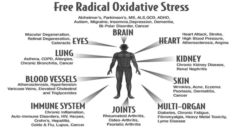 Toxic Iron and Ferroxidase, the Master Antioxidant - The Weston A ...