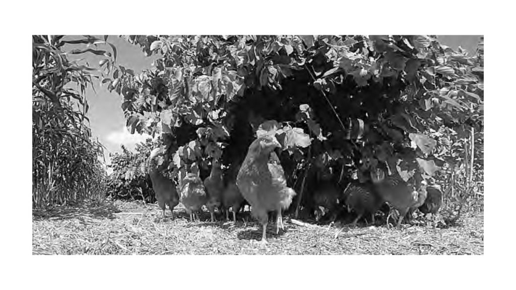 The Chicken Revolution: Transitioning to Regenerative Agriculture - The ...